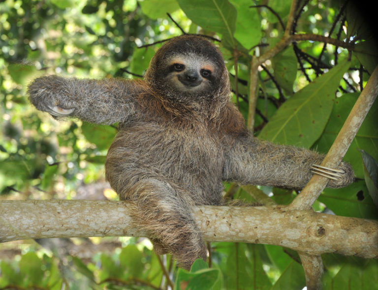 Costa Rica’s Sloth Walk